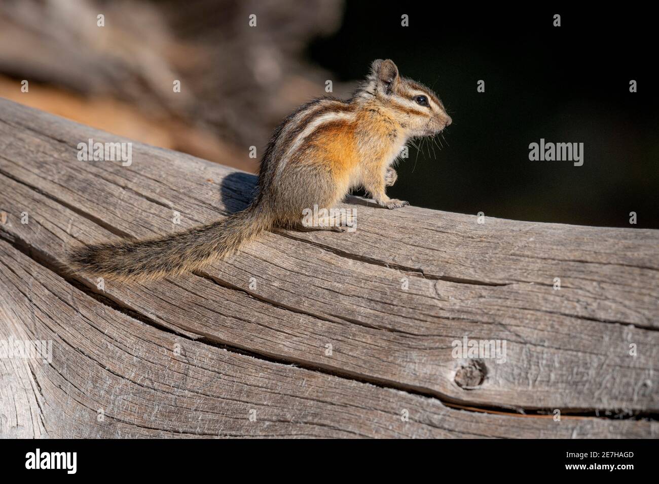 Western chipmunk species hi-res stock photography and images - Alamy
