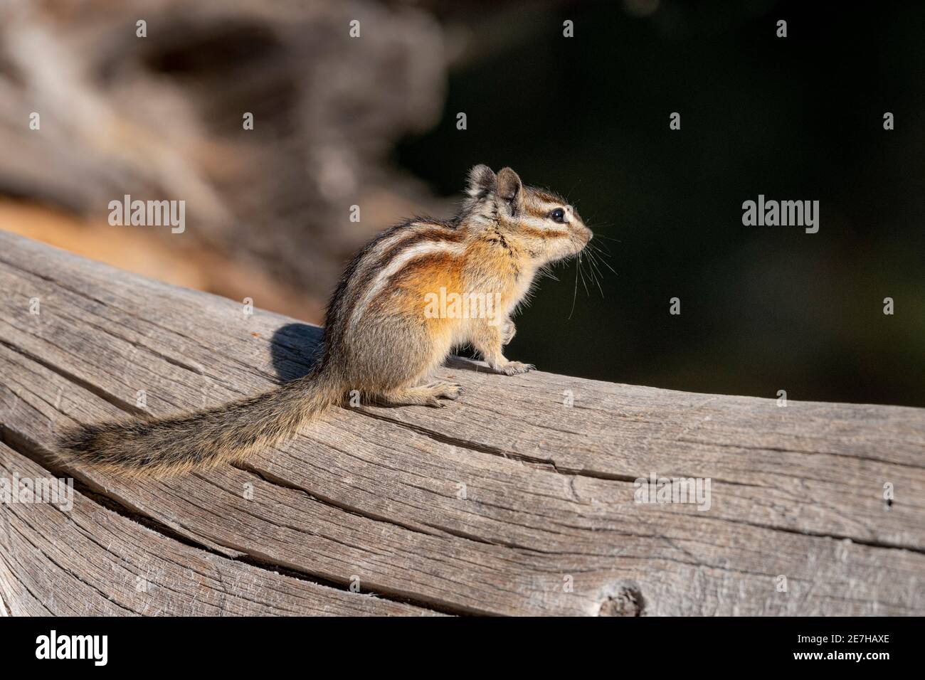 Yellow-Pine Chipmunk (Neotamias amoenus) near the Taylor Creek Visitor ...