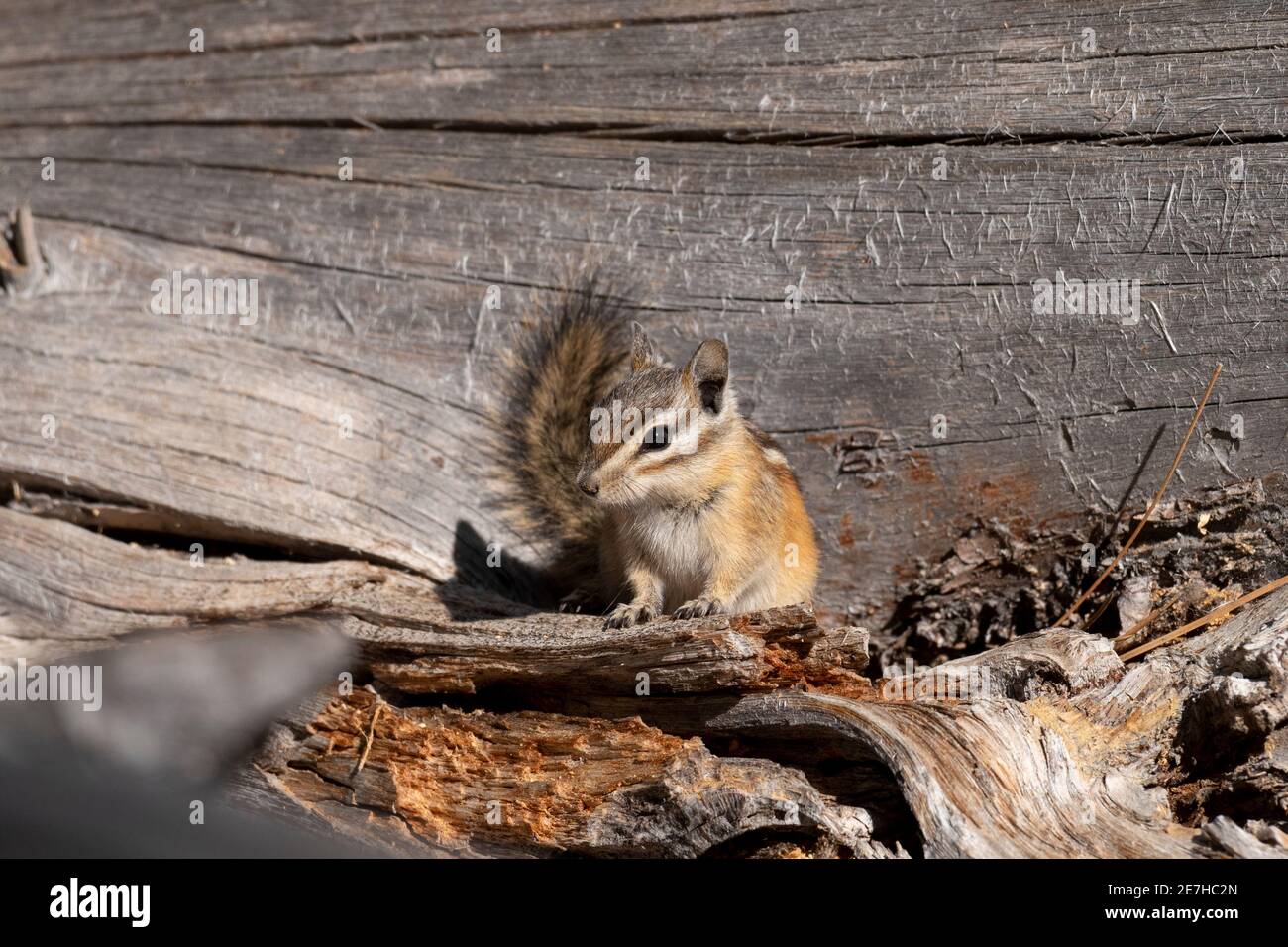 Yellow-Pine Chipmunk (Neotamias amoenus) near the Taylor Creek Visitor ...