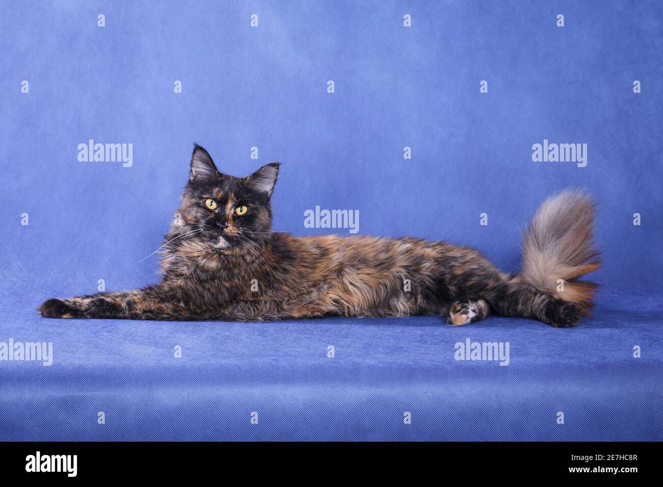 Tortoiseshell Maine Coon cat with fluffy tail laying on blue background ...