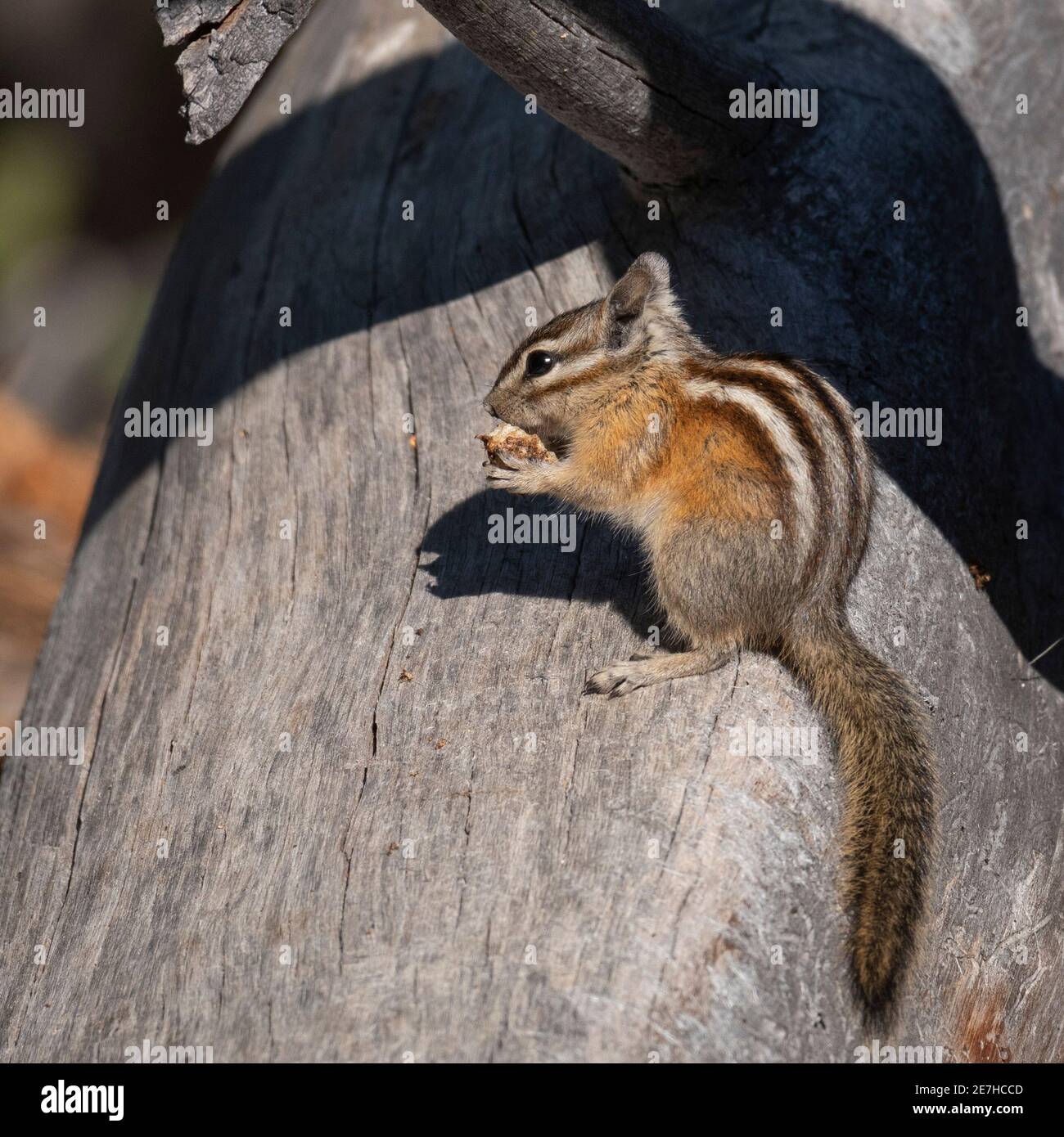 Yellow-Pine Chipmunk (Neotamias amoenus) near the Taylor Creek Visitor ...