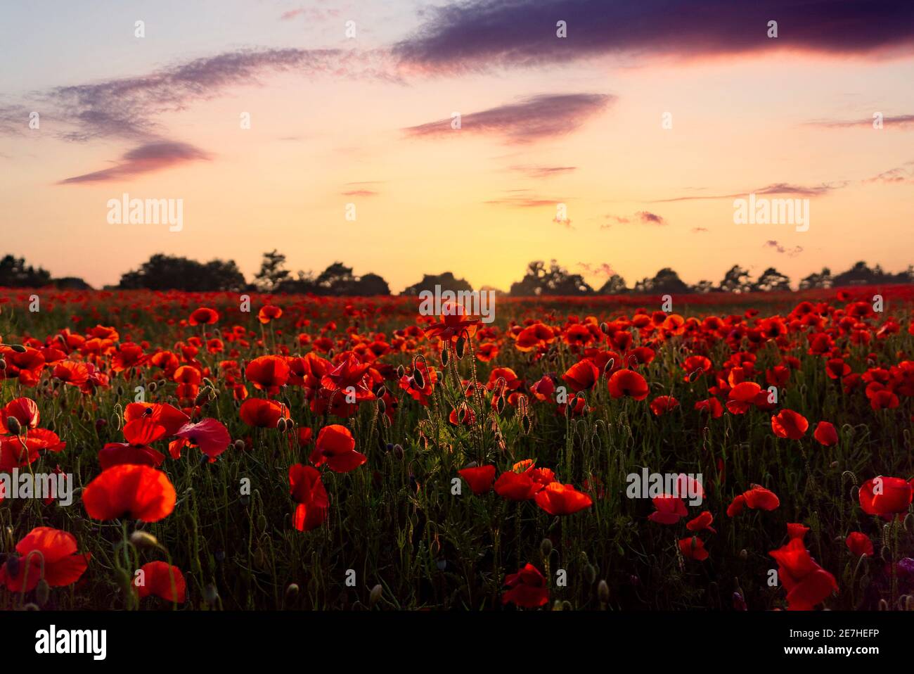 With beautiful bright red poppy flowers in the summer red hi-res stock ...