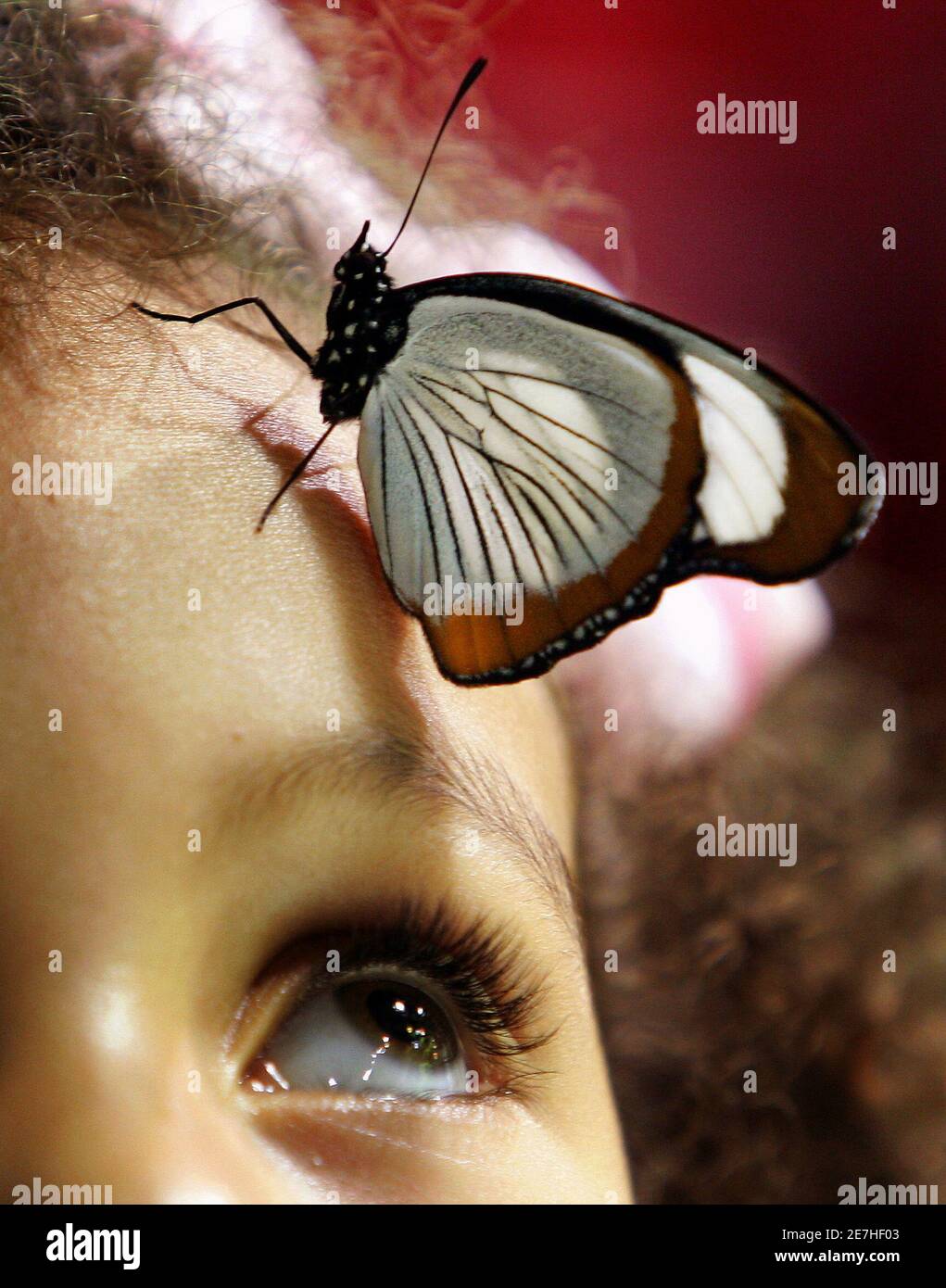 Butterfly forehead hi-res stock photography and images - Alamy