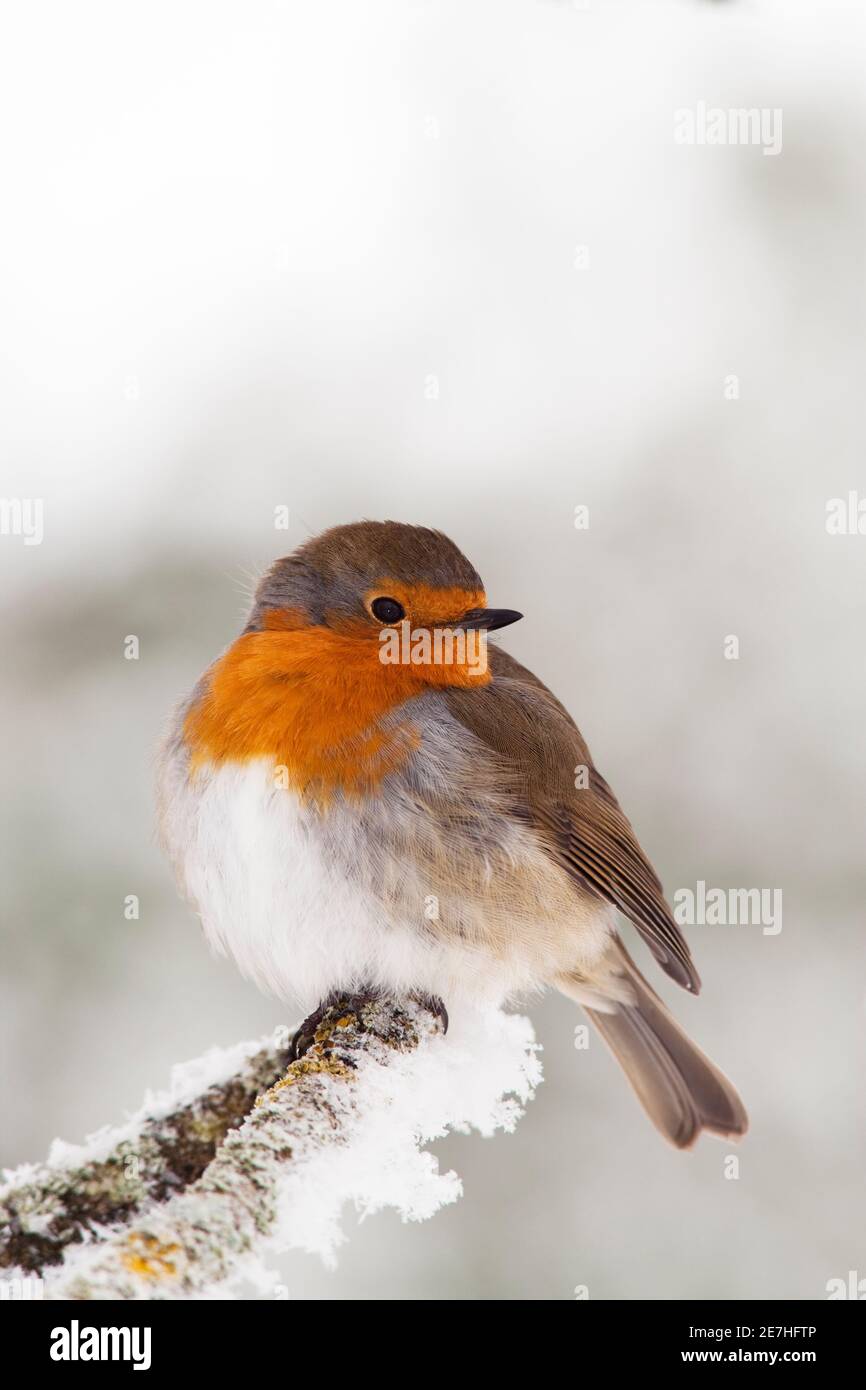 Robin erithacus rubecula in hi-res stock photography and images - Alamy