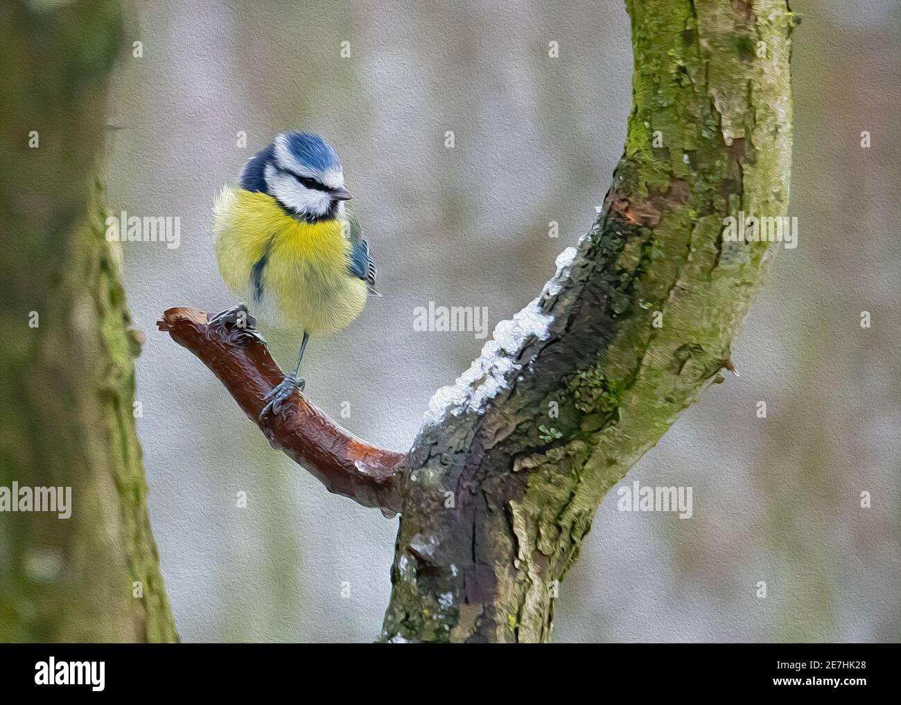 Bluetit birds hi-res stock photography and images - Alamy