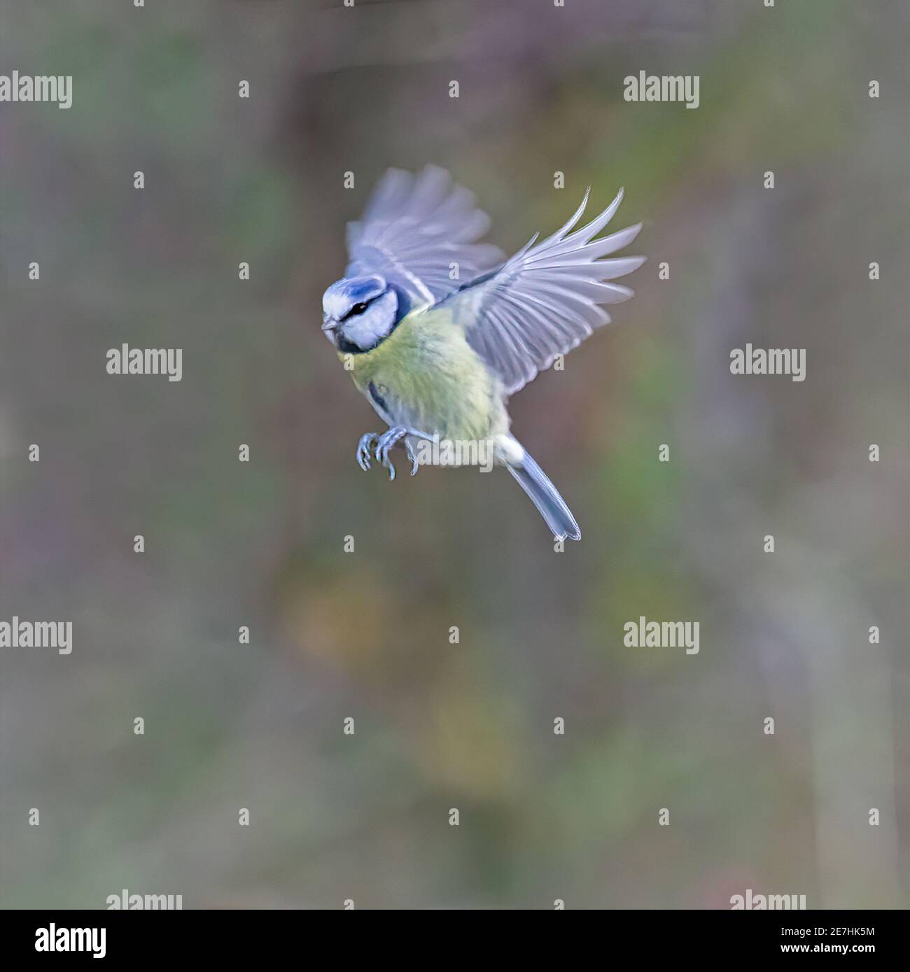 Blue Tit in flight Stock Photo - Alamy