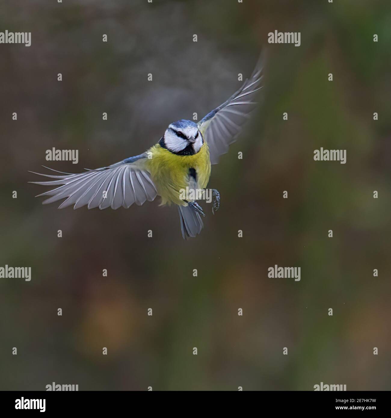 Blue Tit in flight Stock Photo - Alamy