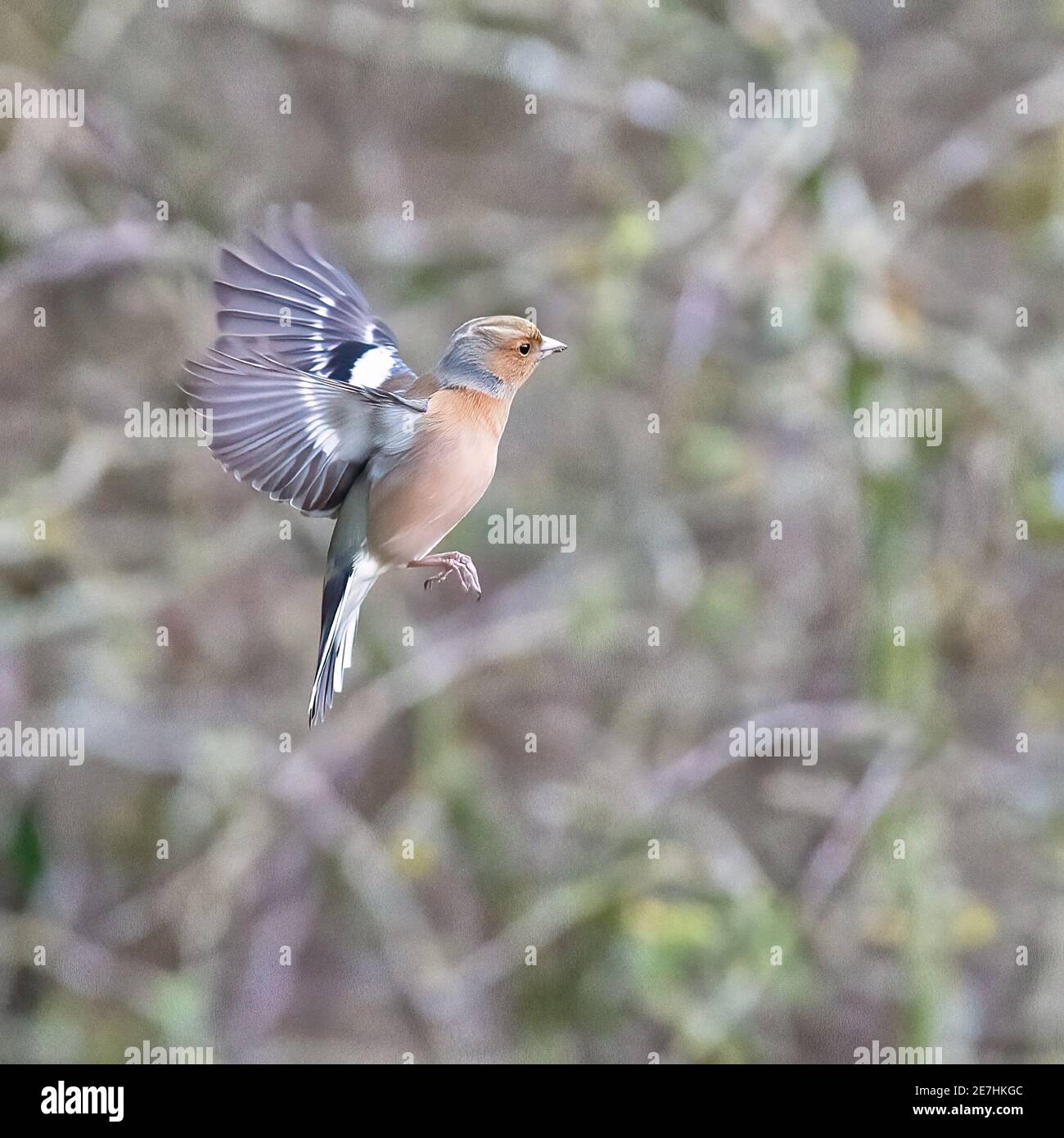 Chaffinch in flight Stock Photo - Alamy