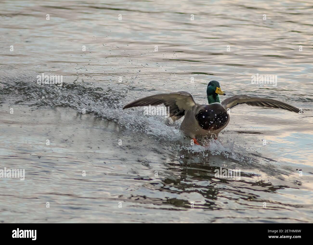 Duck in flight landing on the water Stock Photo - Alamy