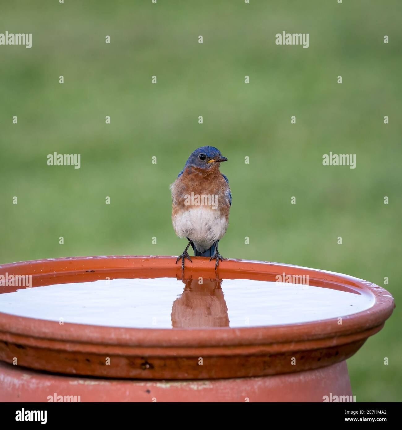 Blue Bird at bird bath Stock Photo - Alamy