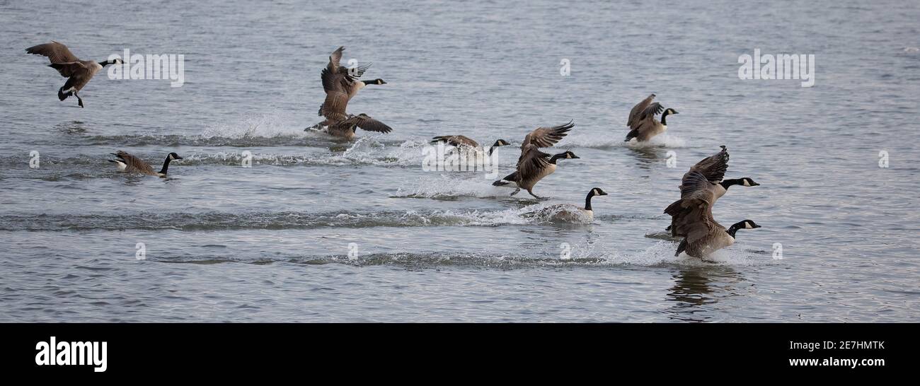 Canada geese landing on lake hi-res stock photography and images - Alamy
