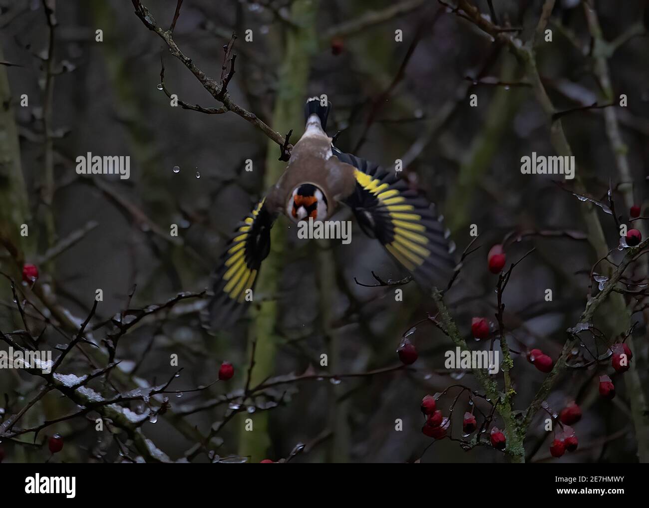 Goldfinch in flight hi-res stock photography and images - Alamy