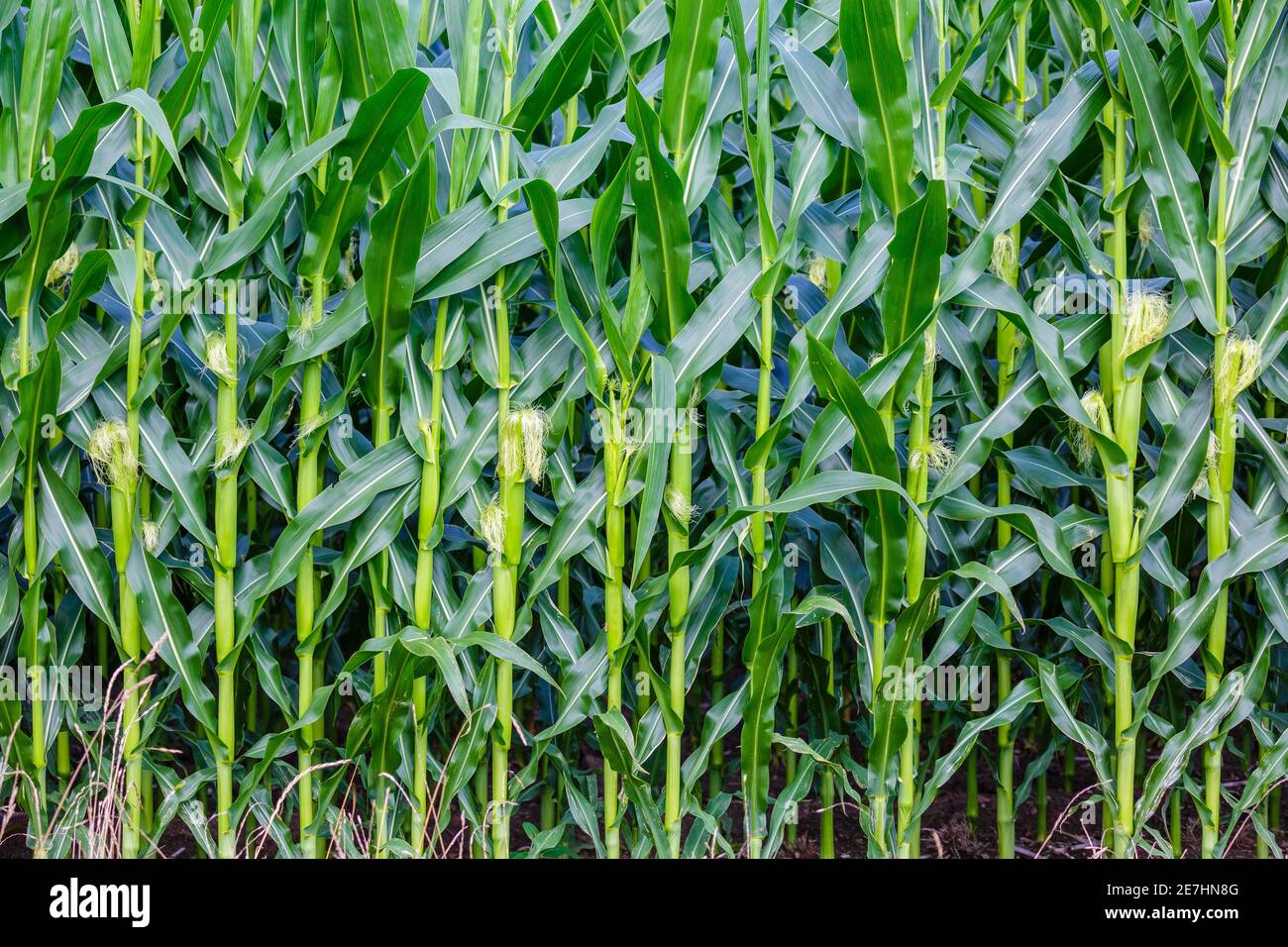 Crop cornfield hi-res stock photography and images - Alamy