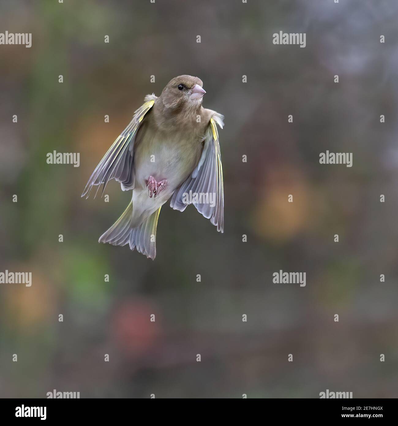 Greenfinch in flight Stock Photo - Alamy