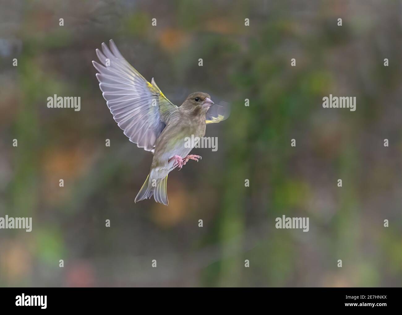Greenfinch in flight Stock Photo - Alamy