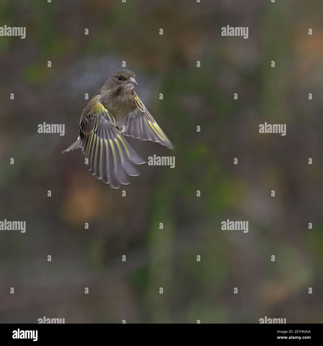 Greenfinch in flight Stock Photo - Alamy
