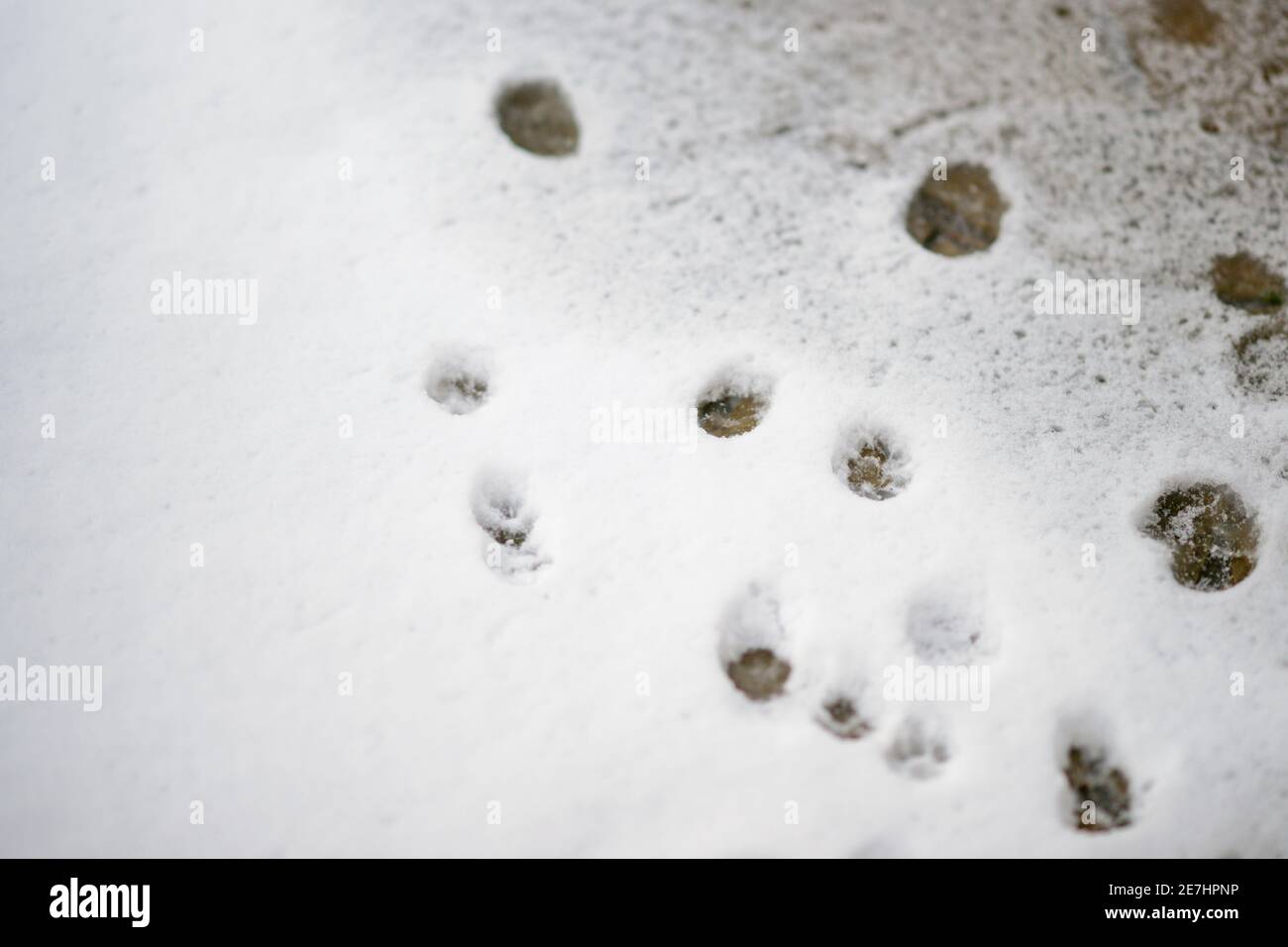 Wet paw prints hi-res stock photography and images - Alamy