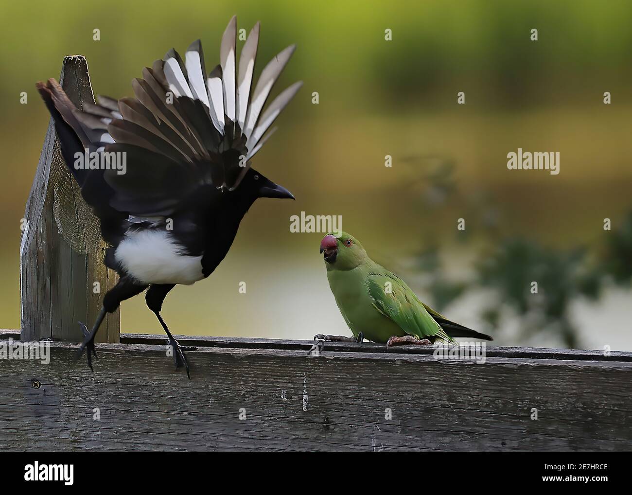 Magpie and parakeet hi-res stock photography and images - Alamy