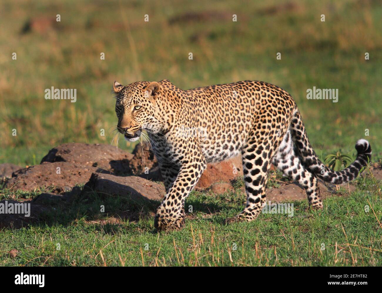African Leopard - Panthera Pardus, walking across the lush savannah in ...