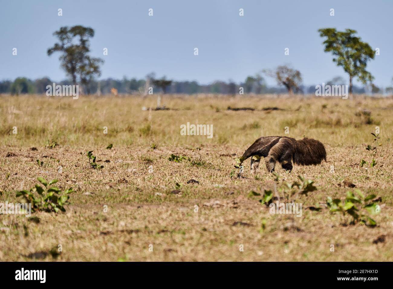 giant anteater walking over a meadow of a farm in the southern Pantanal ...