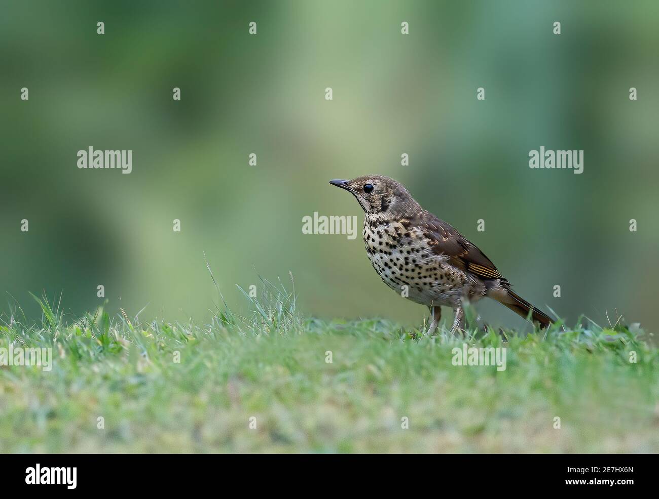 Floor thrush hi-res stock photography and images - Alamy