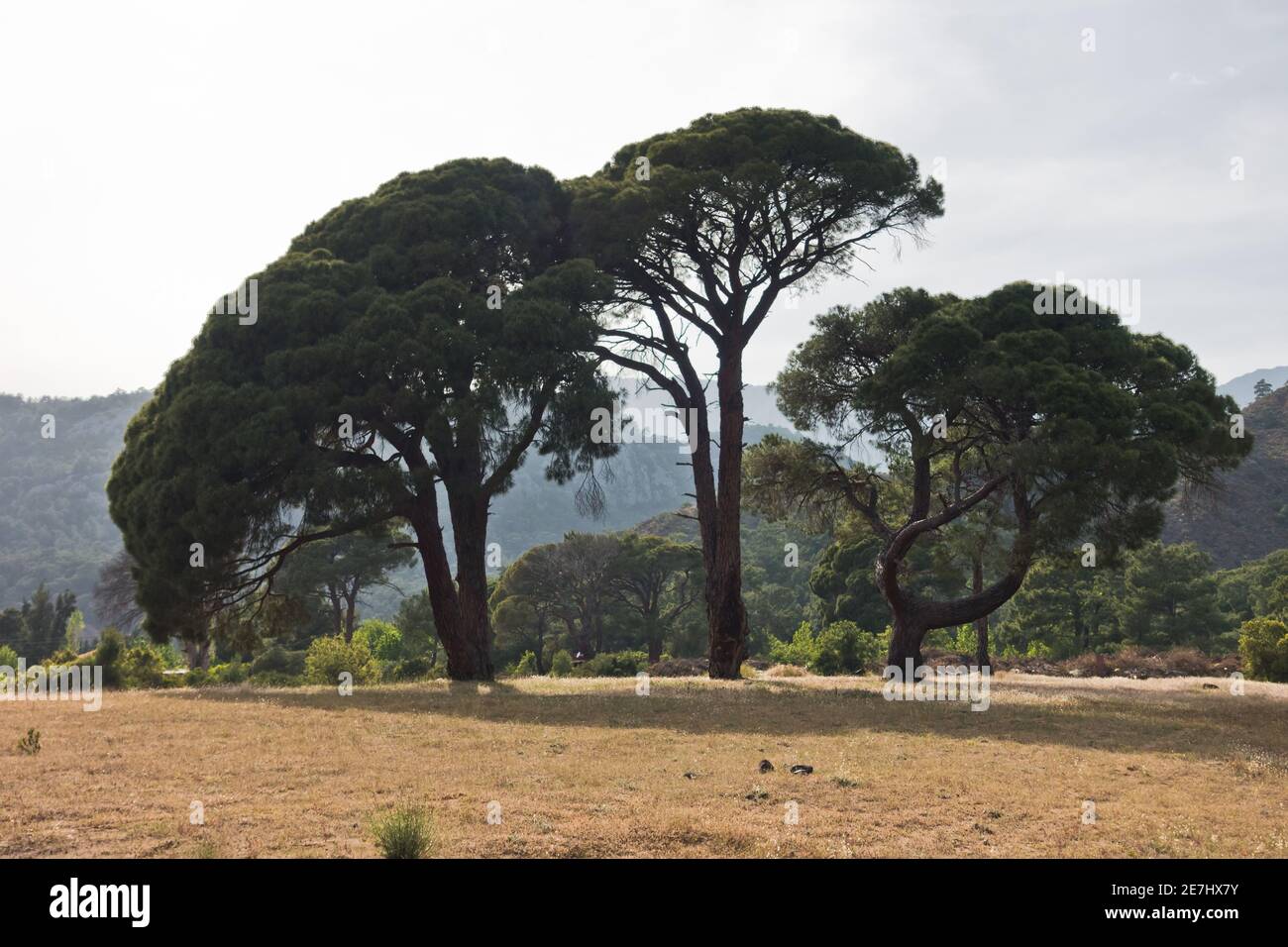 Big pine trees near Cirali beach in Olympos national park in Turkey ...