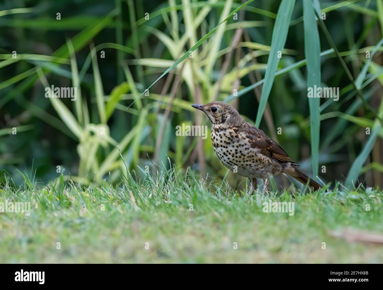 Floor thrush hi-res stock photography and images - Alamy