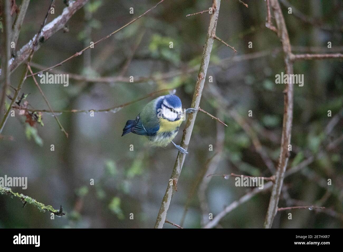 Bluetit birds hi-res stock photography and images - Alamy
