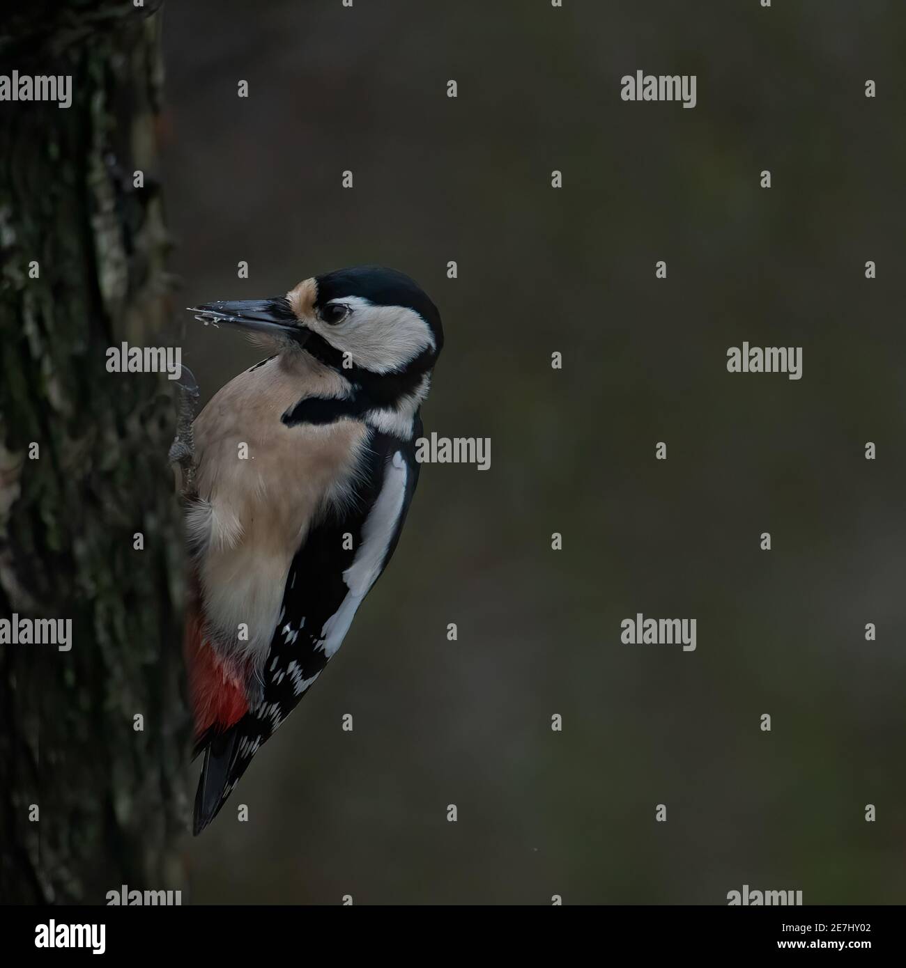 Lesser spotted woodpecker hi-res stock photography and images - Alamy