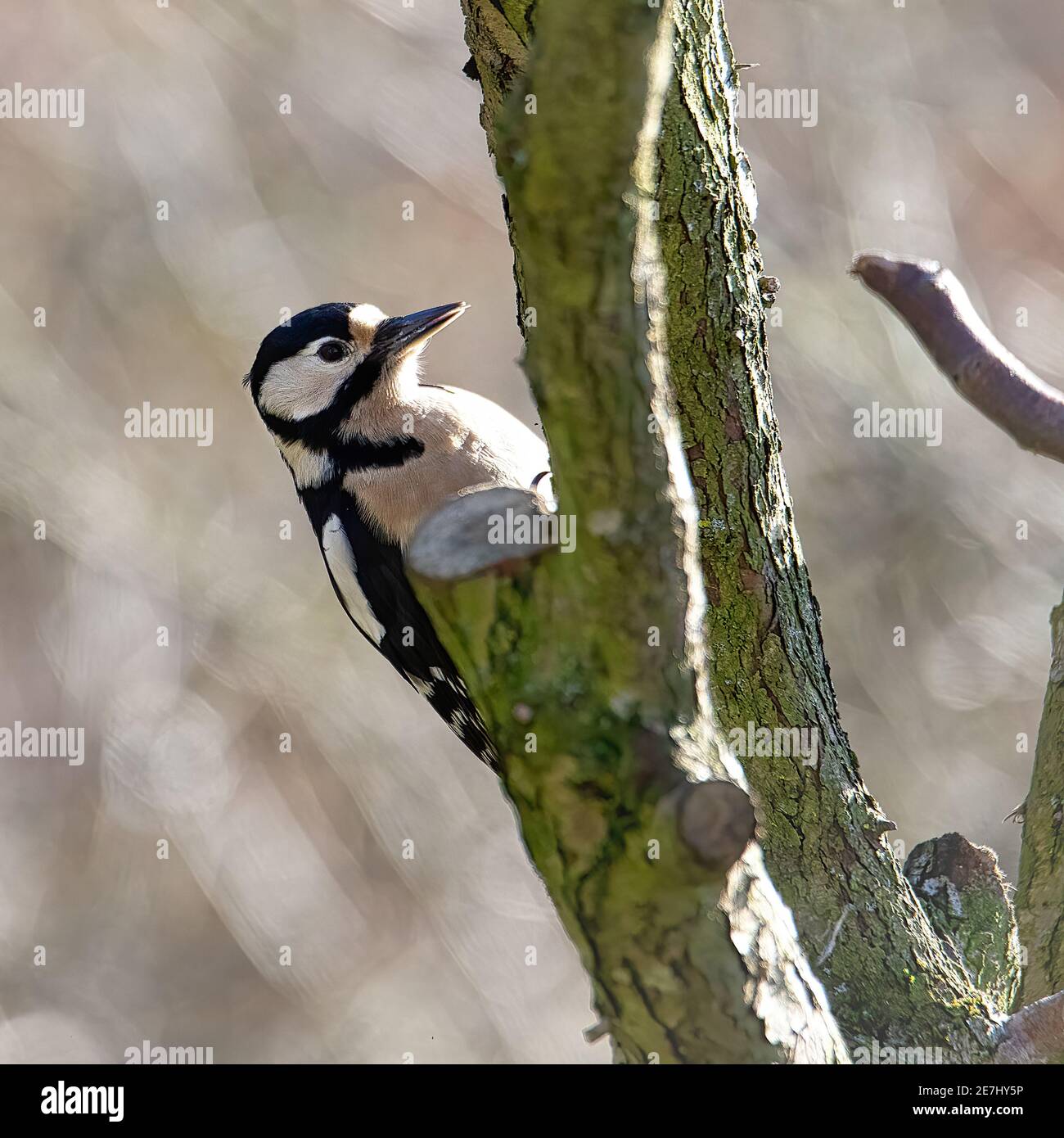 Lesser spotted woodpecker hi-res stock photography and images - Alamy