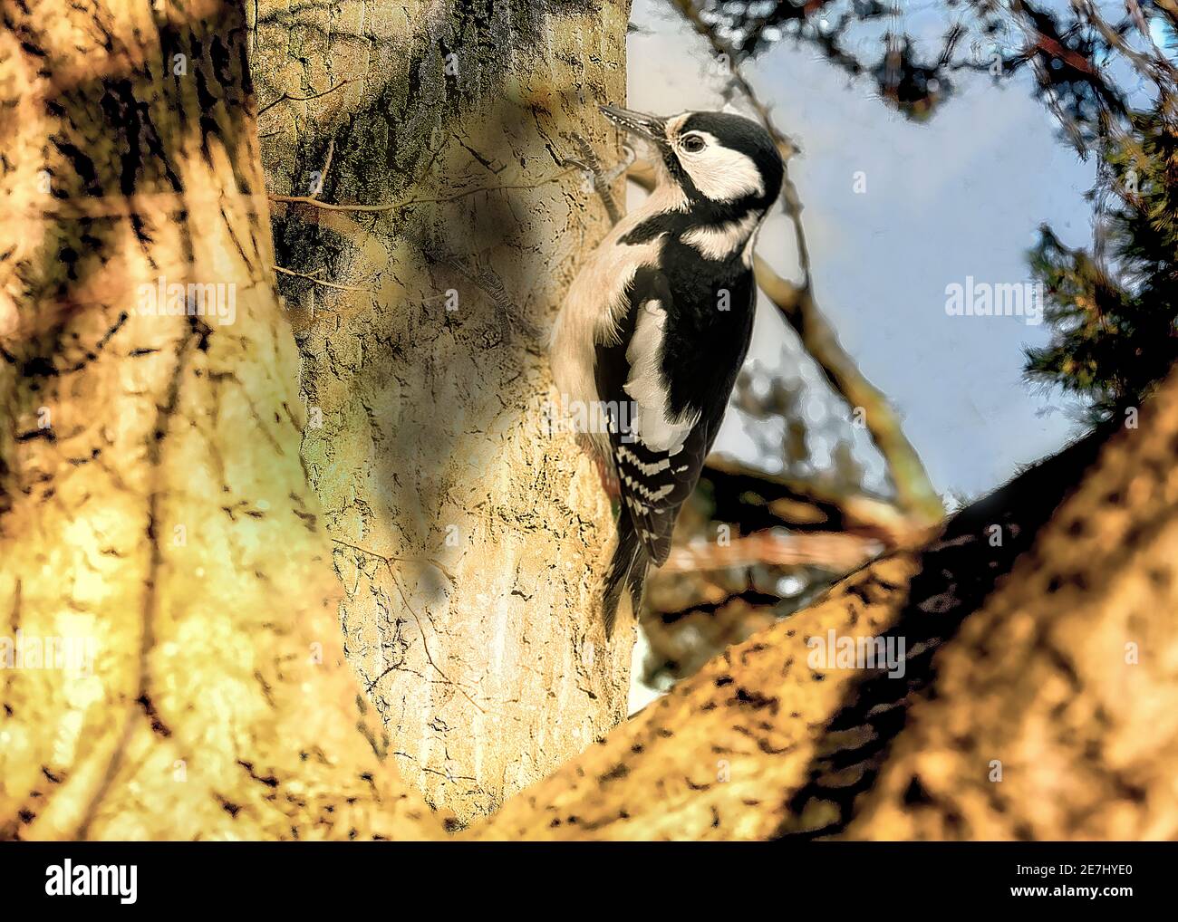 Lesser spotted woodpecker hi-res stock photography and images - Alamy