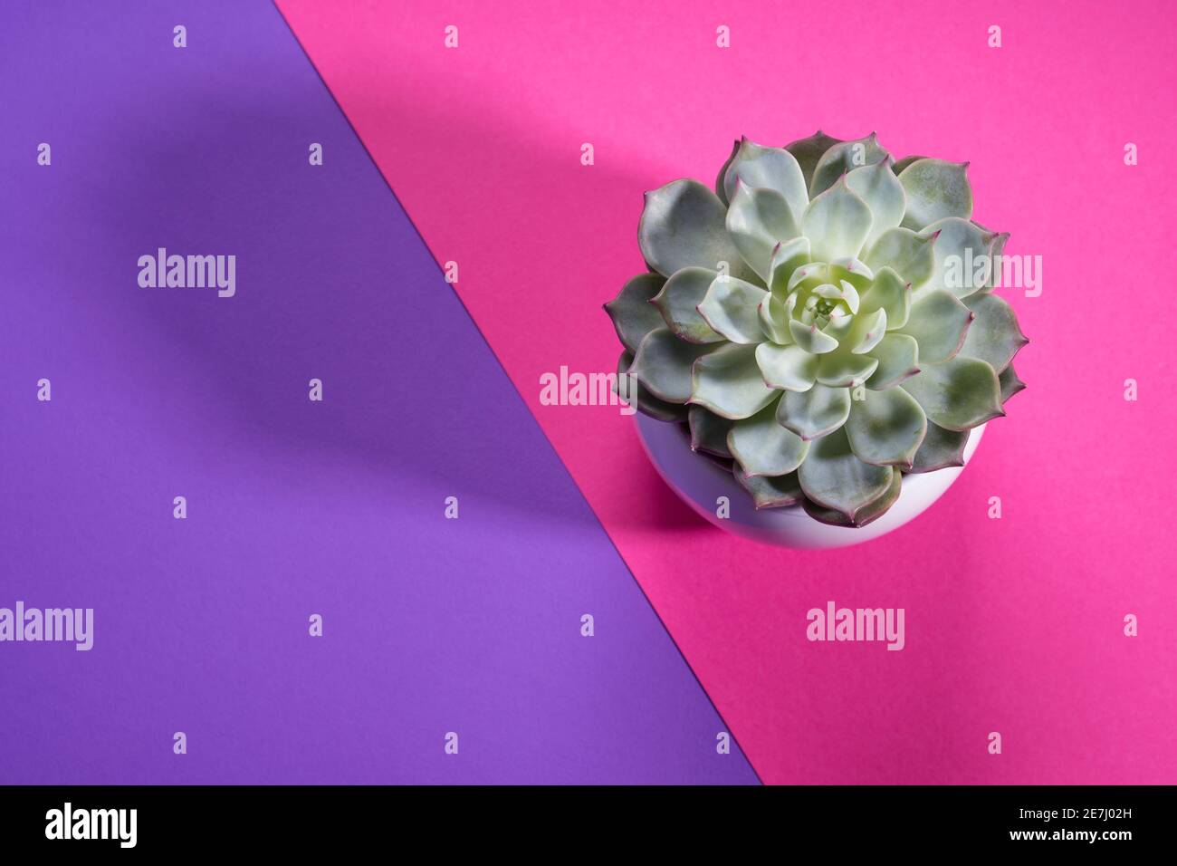 Succulent plant on split purple and pink background Stock Photo - Alamy
