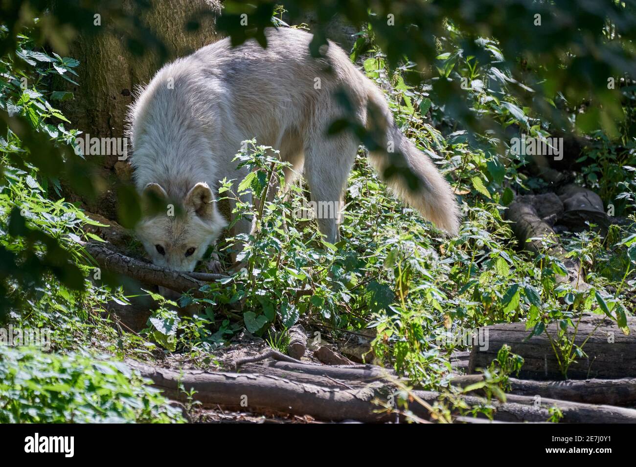 Big and white Hudson Bay Wolf, lives in the Artic and at the ...