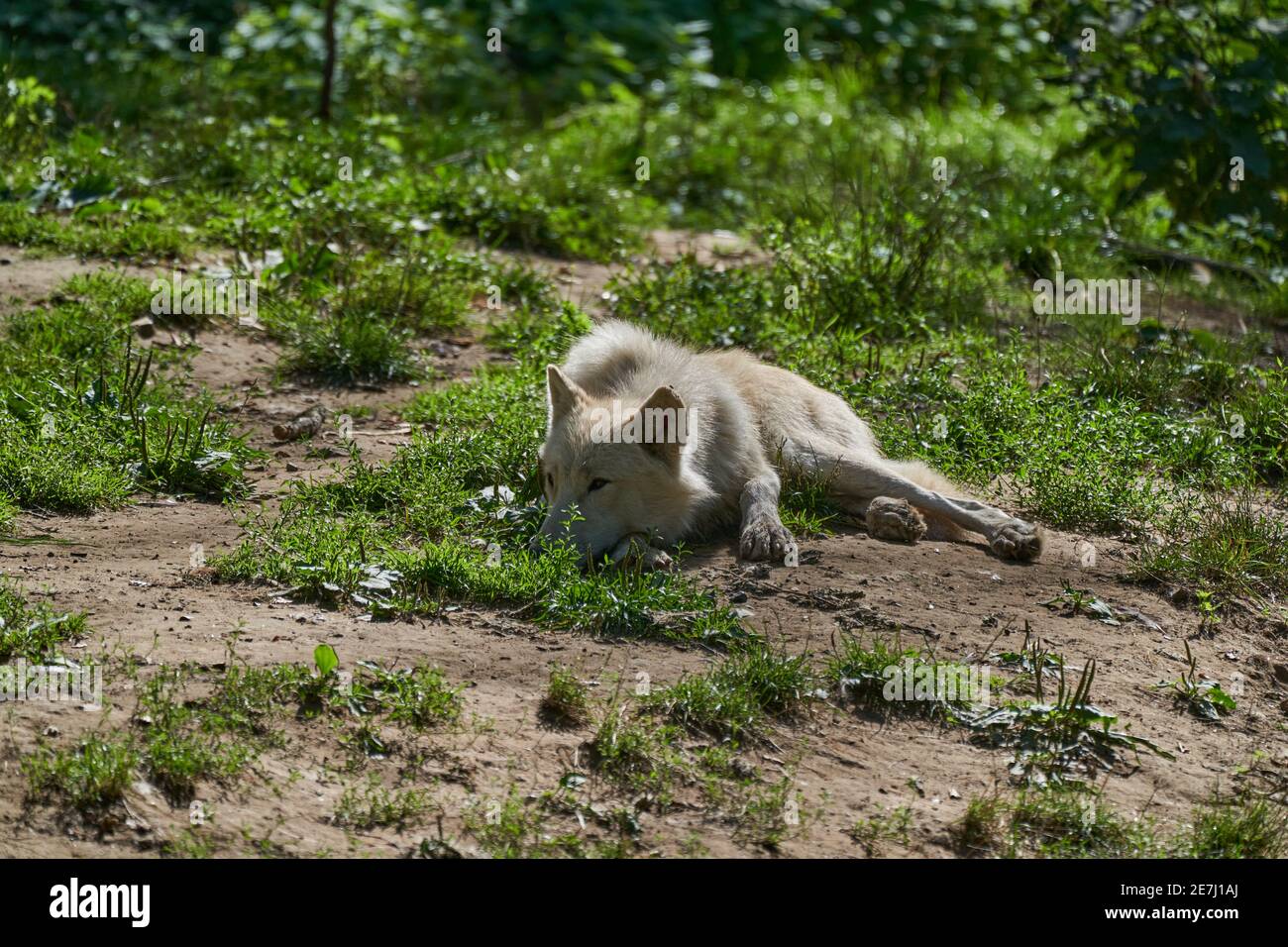 Big and white Hudson Bay Wolf, lives in the Artic and at the ...