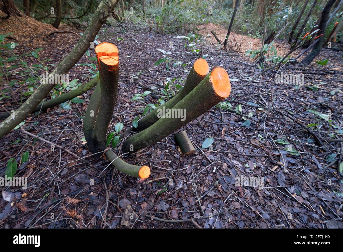 Coppicing hi-res stock photography and images - Alamy