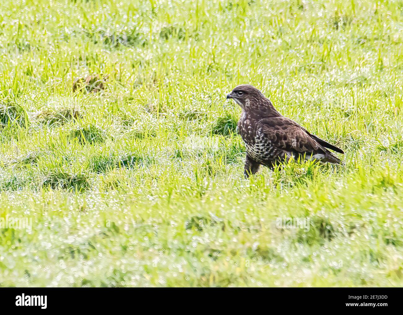 Common Buzzard sitting in the grass after catching prey Stock Photo - Alamy