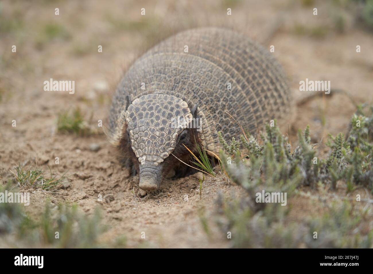 Cute Argentina Animals