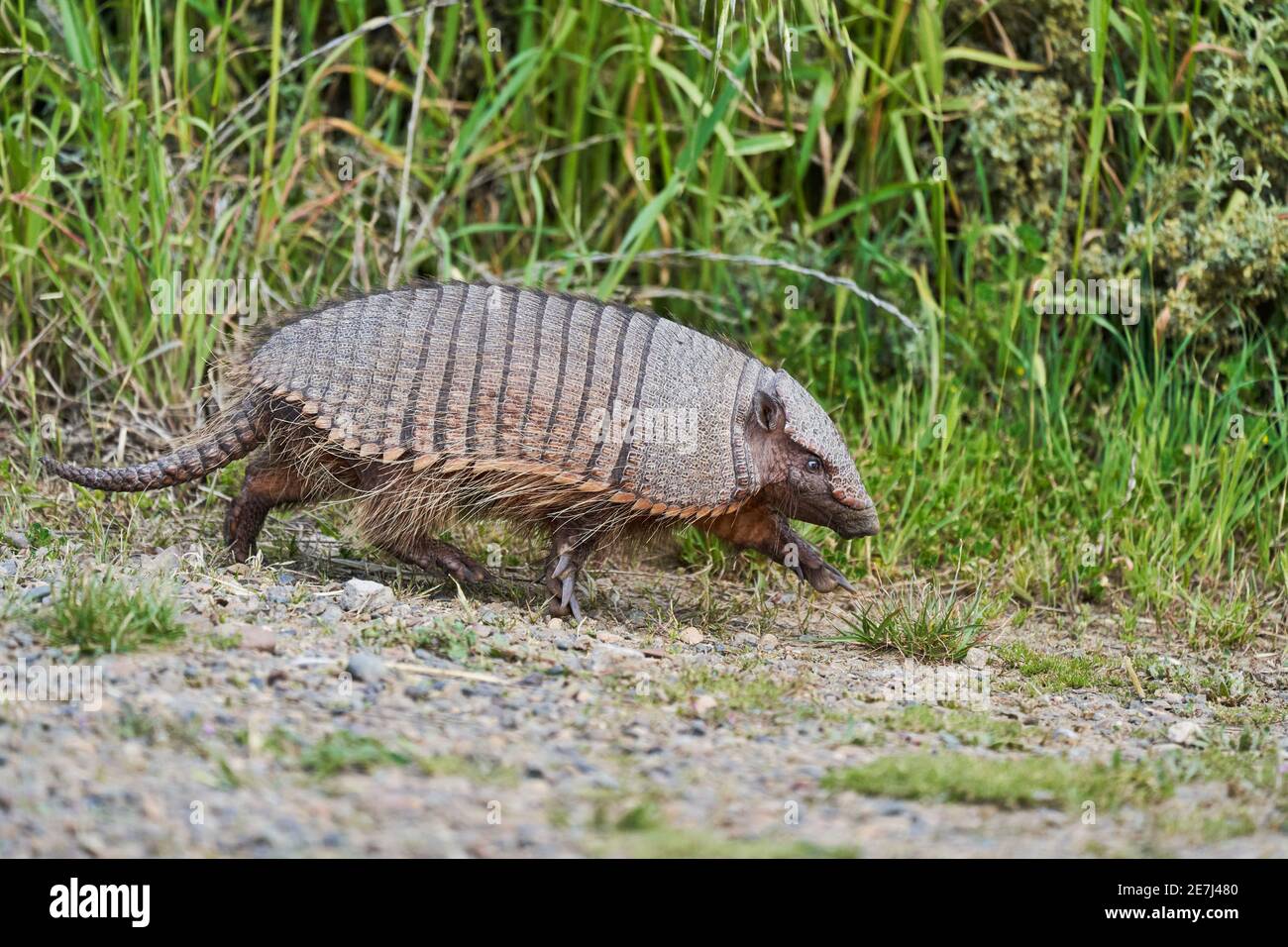 Cute Argentina Animals
