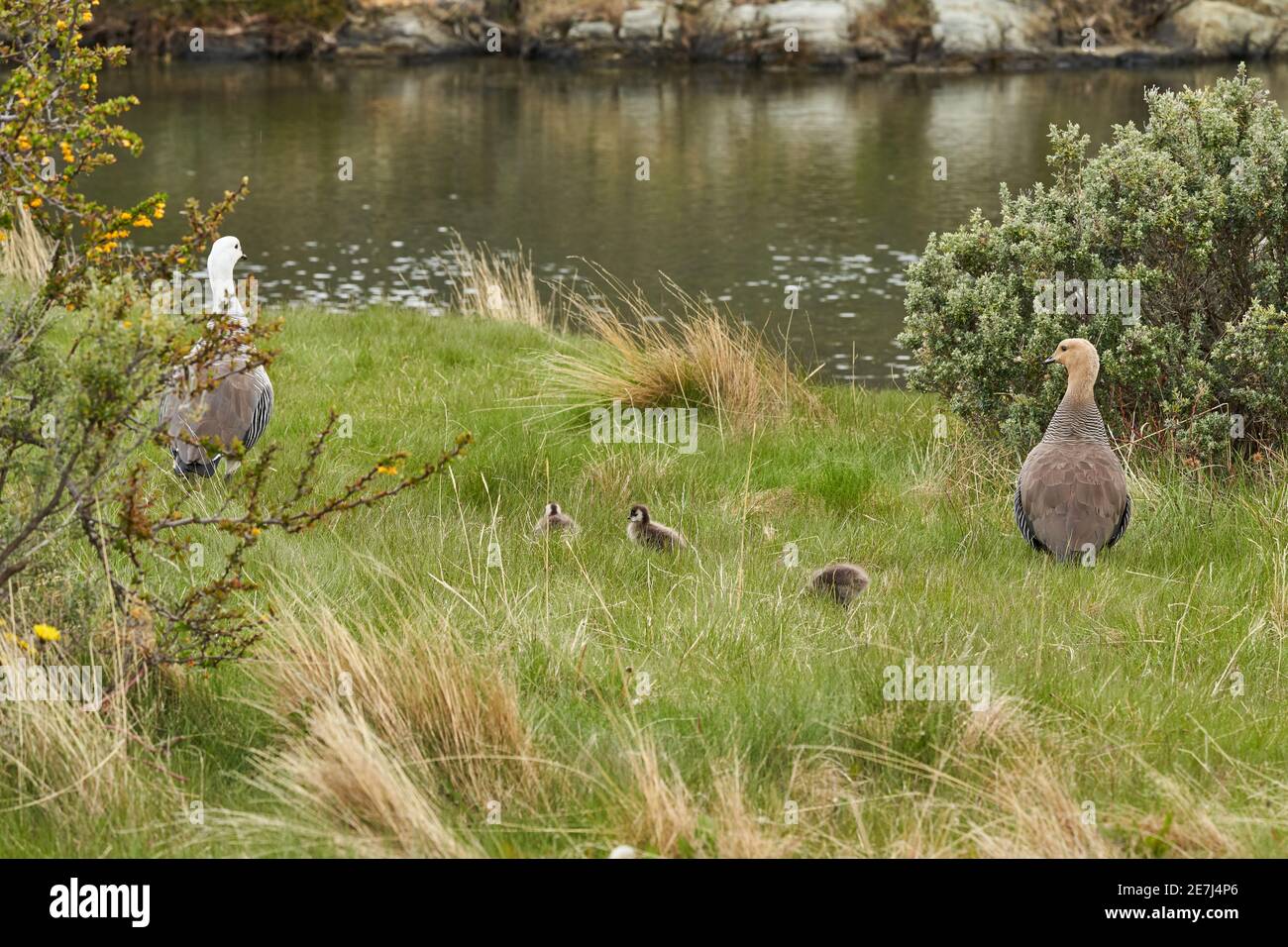 Chloephaga picta, upland goose or Magellan goose is a sheldgoose ...
