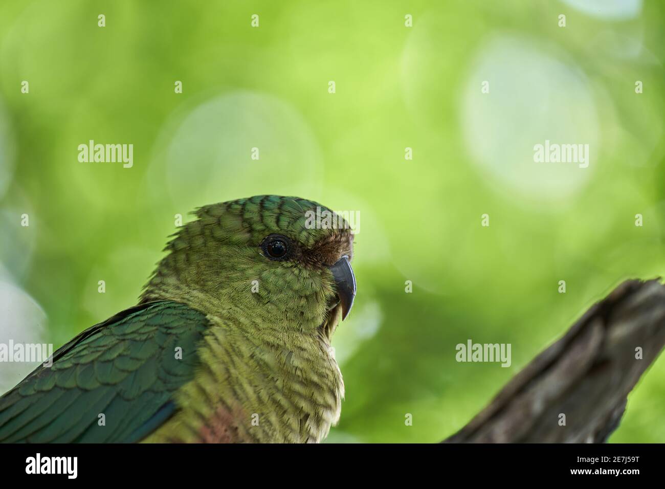 Austral conure hi-res stock photography and images - Alamy