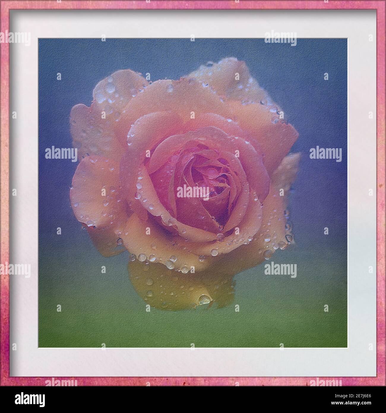 Floating pink Rose framed painting Stock Photo - Alamy