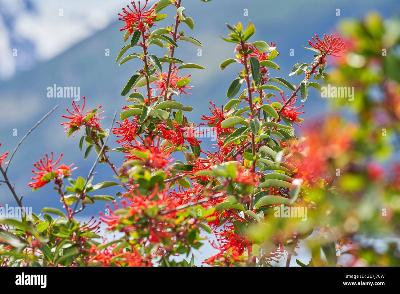 Chilean firetree hi-res stock photography and images - Alamy