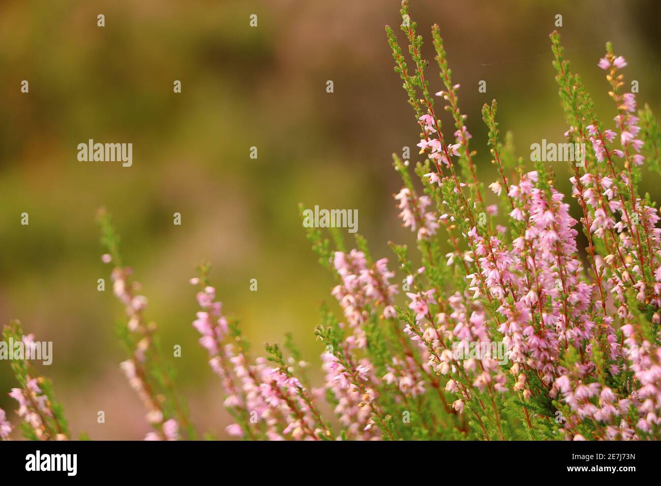 Struy scotland hi-res stock photography and images - Alamy