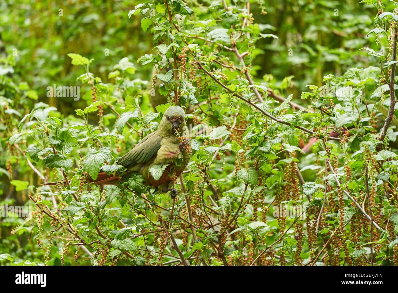 Austral conure chile hi-res stock photography and images - Alamy