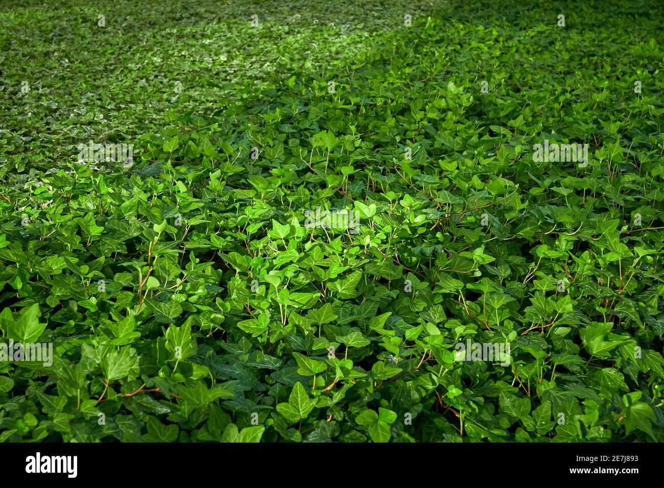Common ivy leaves ,Hedera helix Stock Photo - Alamy