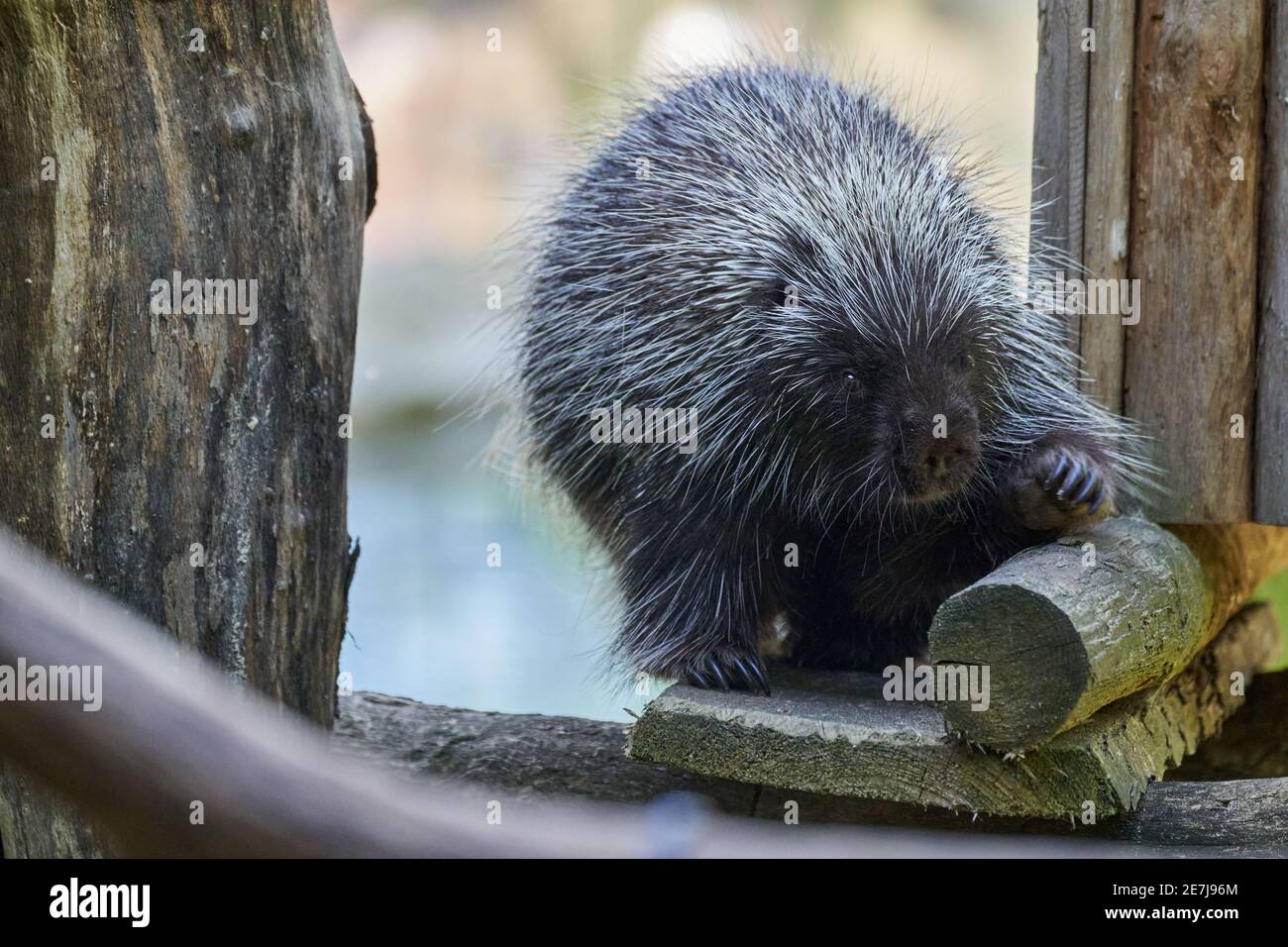 Erethizontidae, north american porcupine, climbing over trees and ...