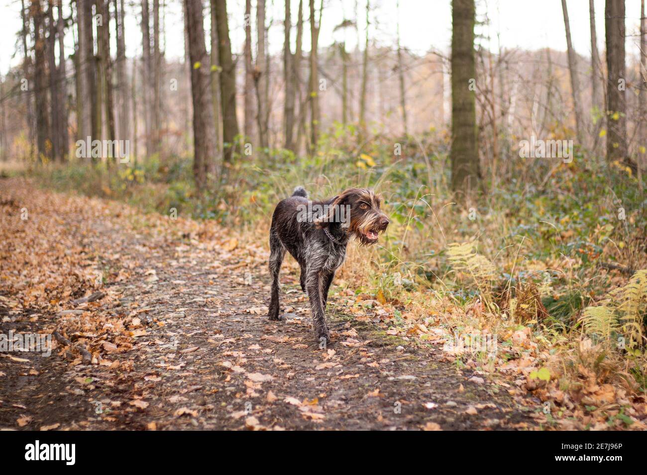 Candid portrait of a young female Rough-coated Bohemian Pointer, a ...