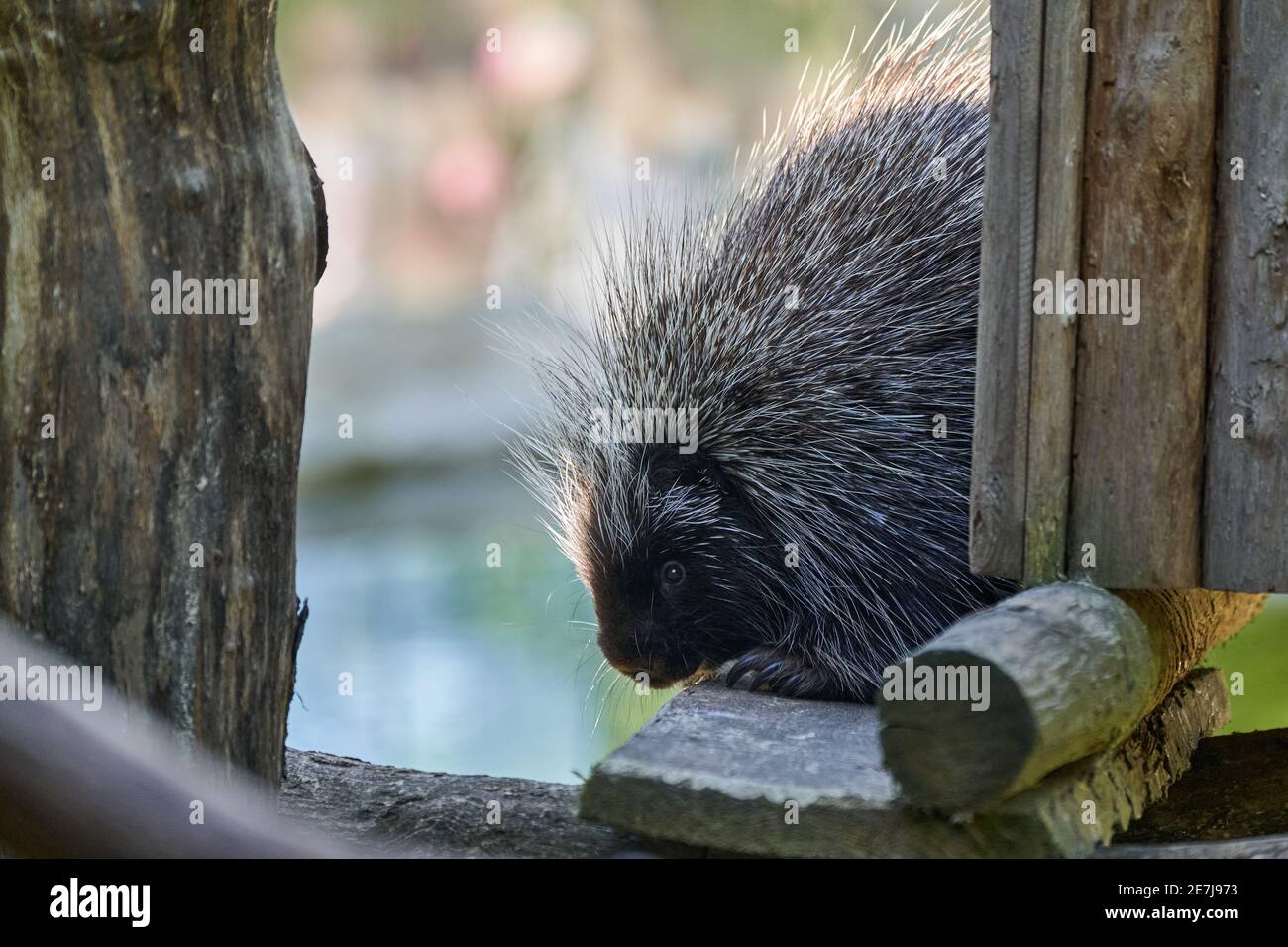 Erethizontidae, north american porcupine, climbing over trees and ...