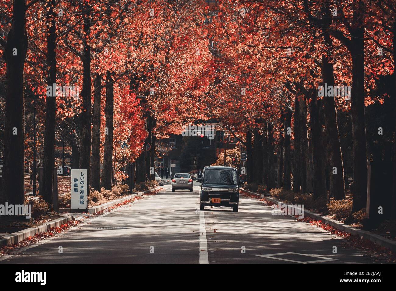 Cars driving along the street through colorful autumn maple tree alley ...