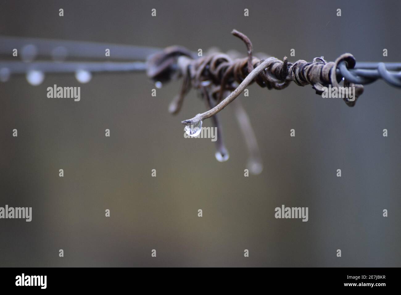 a big, thick Raindrop on a Vineyard wire Stock Photo - Alamy
